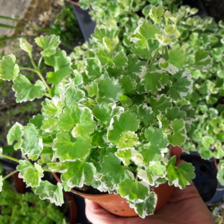 Glechoma Hederacea Variegata 'Nepeta' Trailing Plant | Fox Botanics