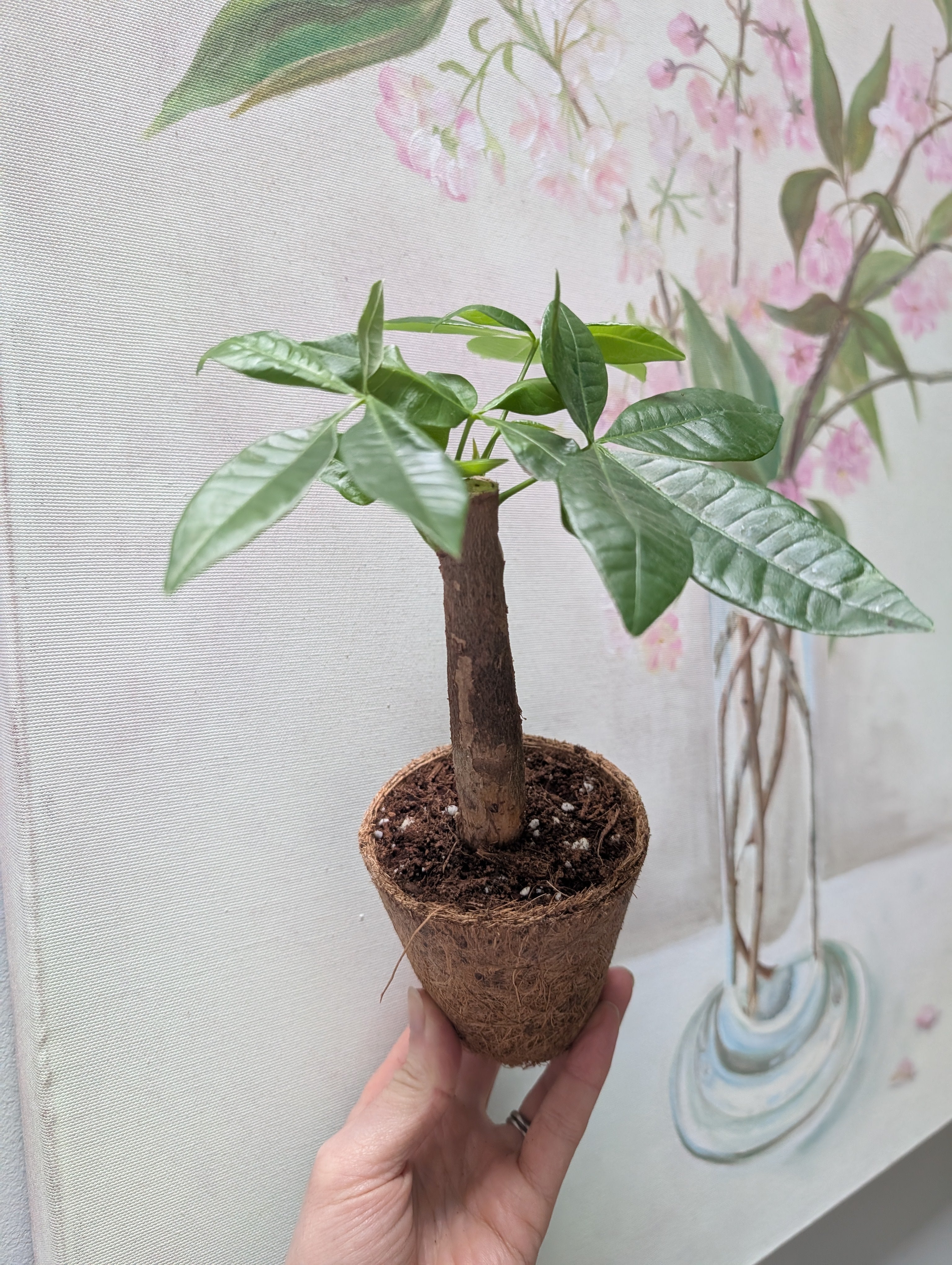 Pachira Aquatica ‘money tree’ bonsai | Fox Botanics