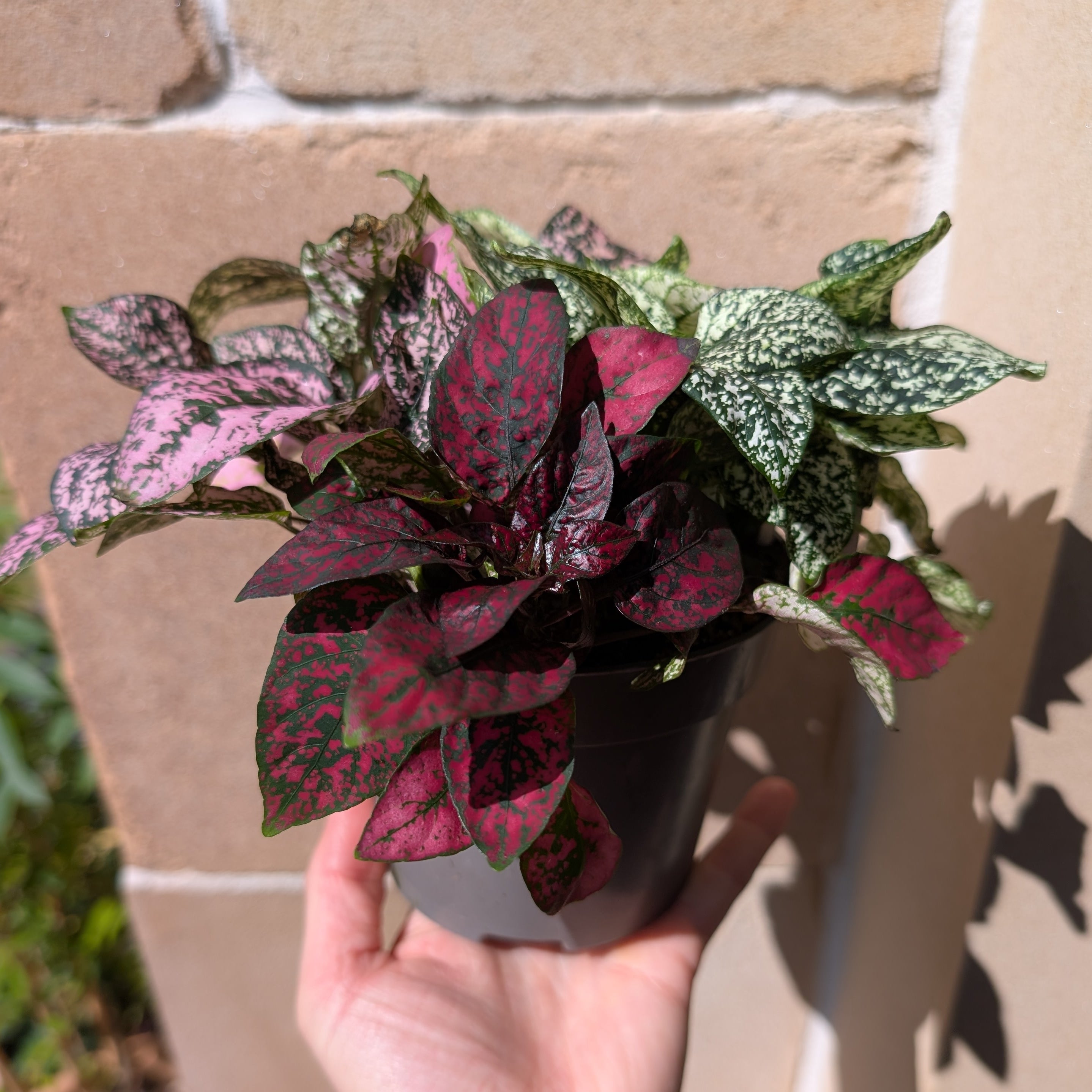 'Polka dot plant' Hypoestes Phyllostachya 3in1 mix | Fox Botanics