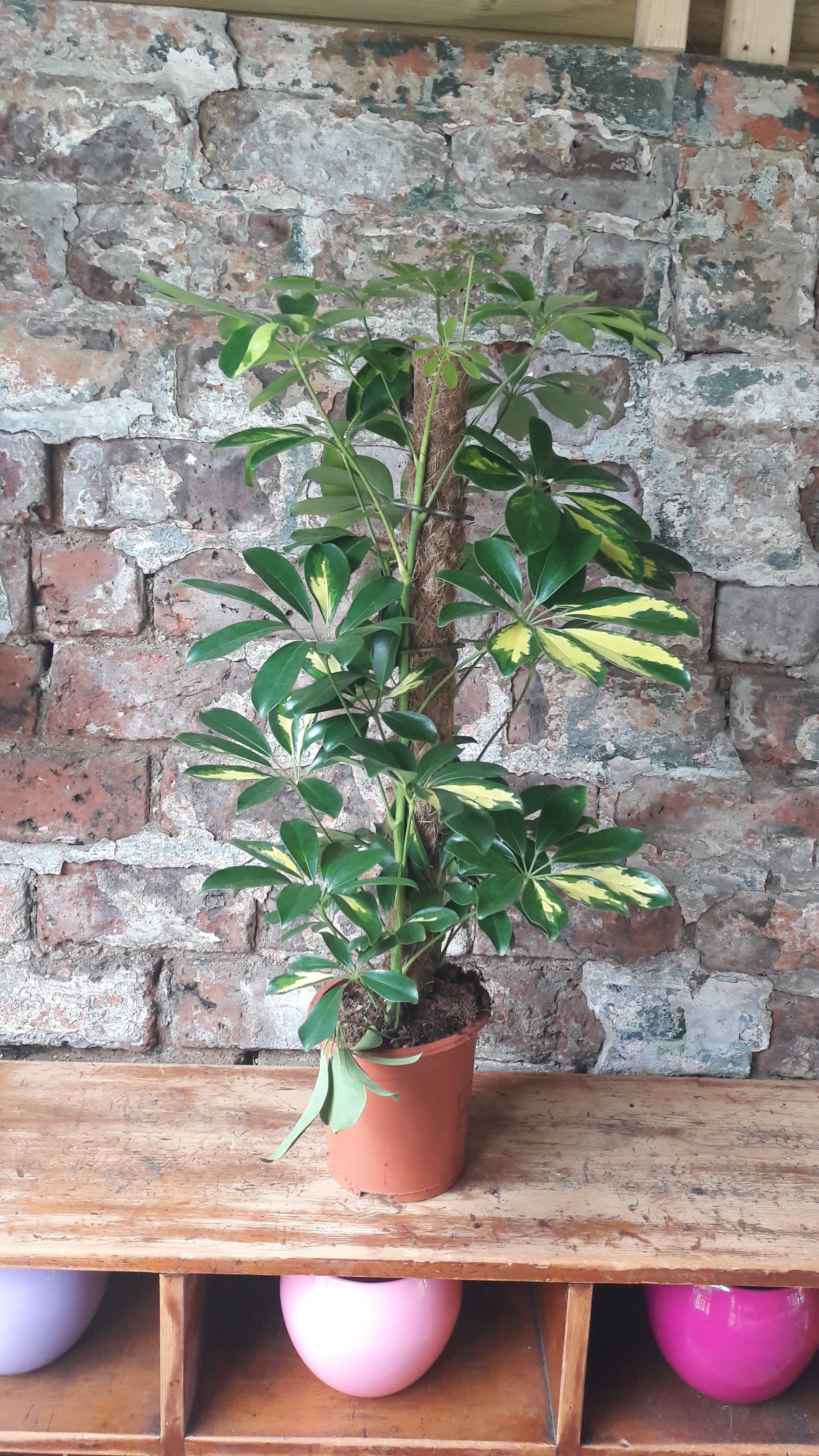 Schefflera Gerda Umbrella Tree | Fox Botanics