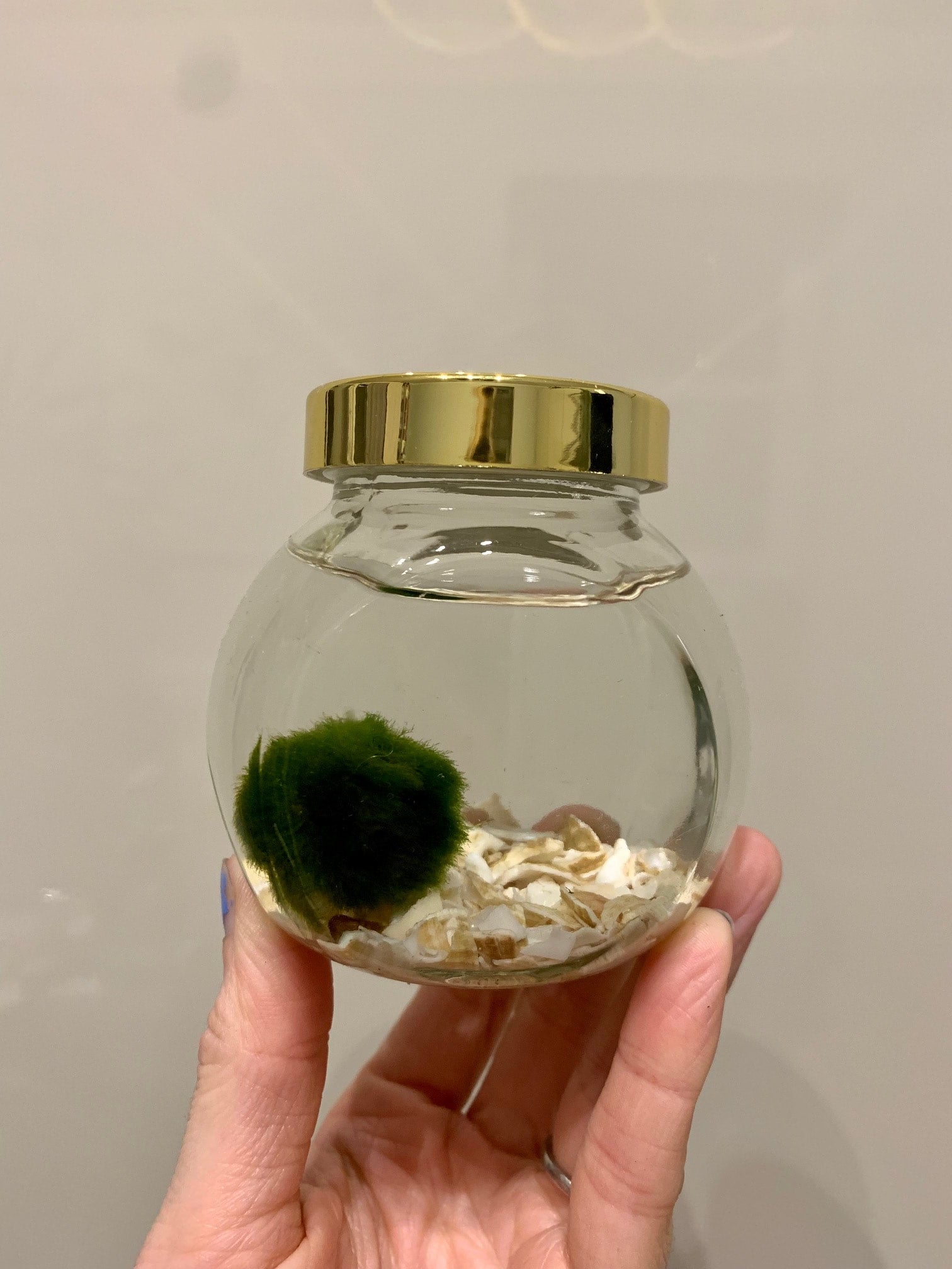 Marimo Moss ball pet terrarium jar (various options) | Fox Botanics