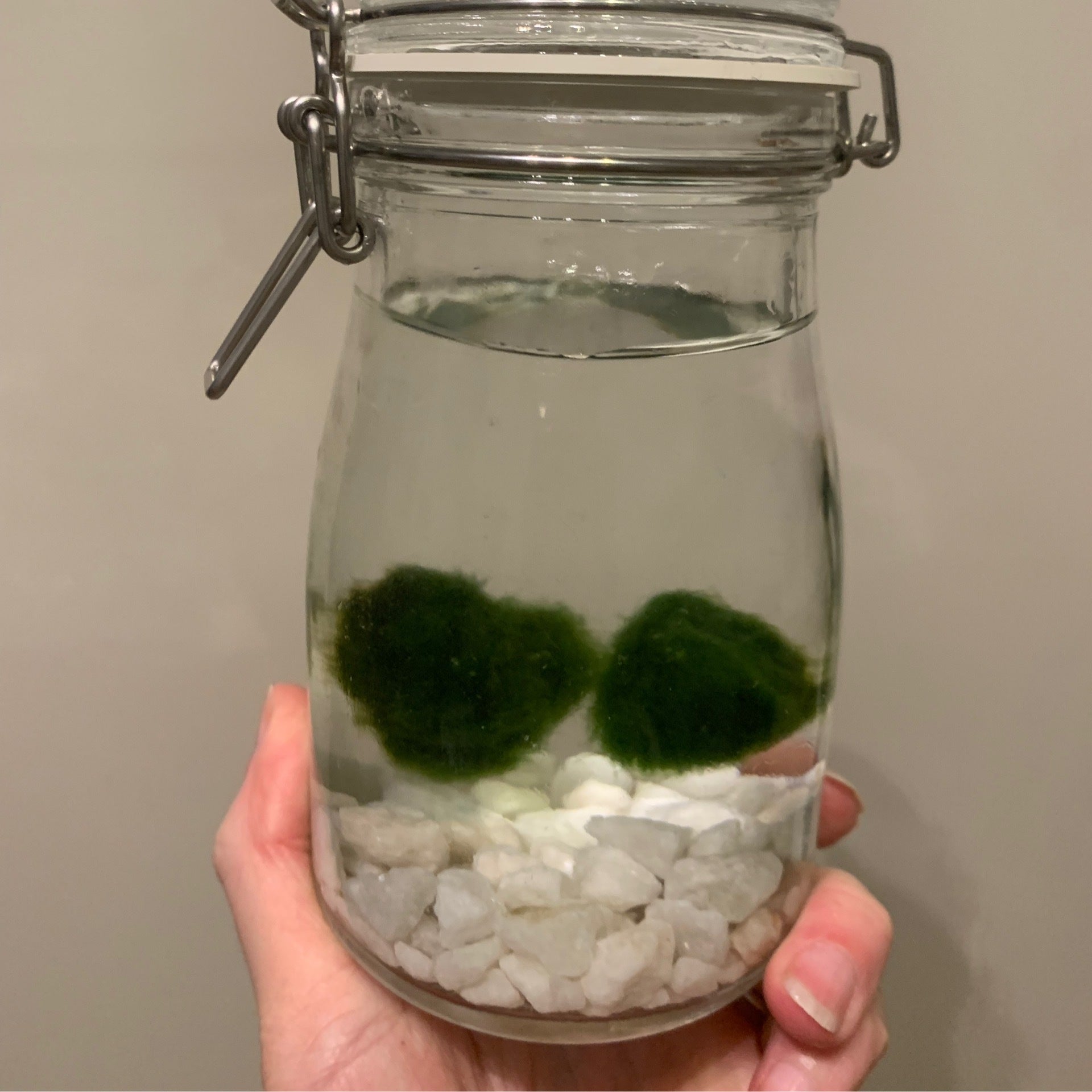 Marimo Moss ball pet terrarium jar (various options) | Fox Botanics
