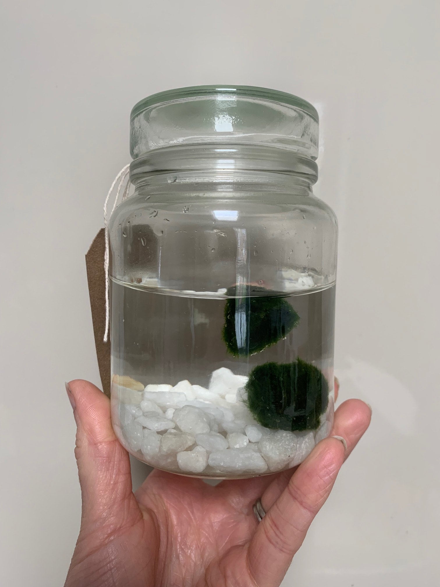 Marimo Moss ball pet terrarium jar (various options) | Fox Botanics