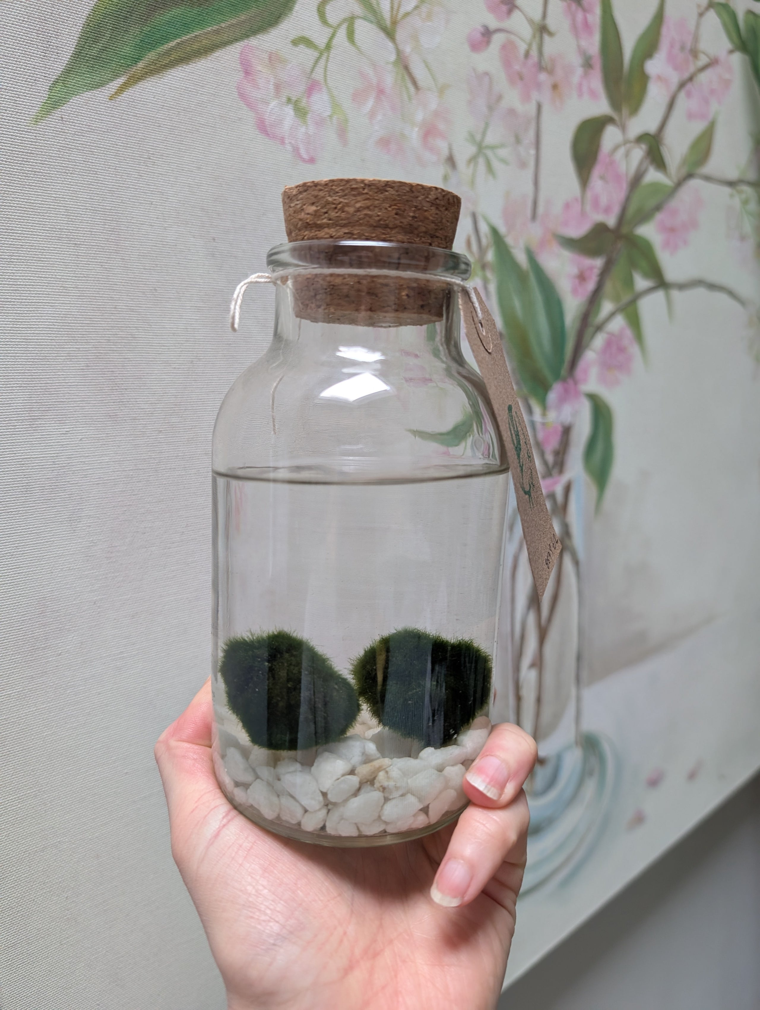 Marimo Moss ball pet terrarium jar (various options) | Fox Botanics