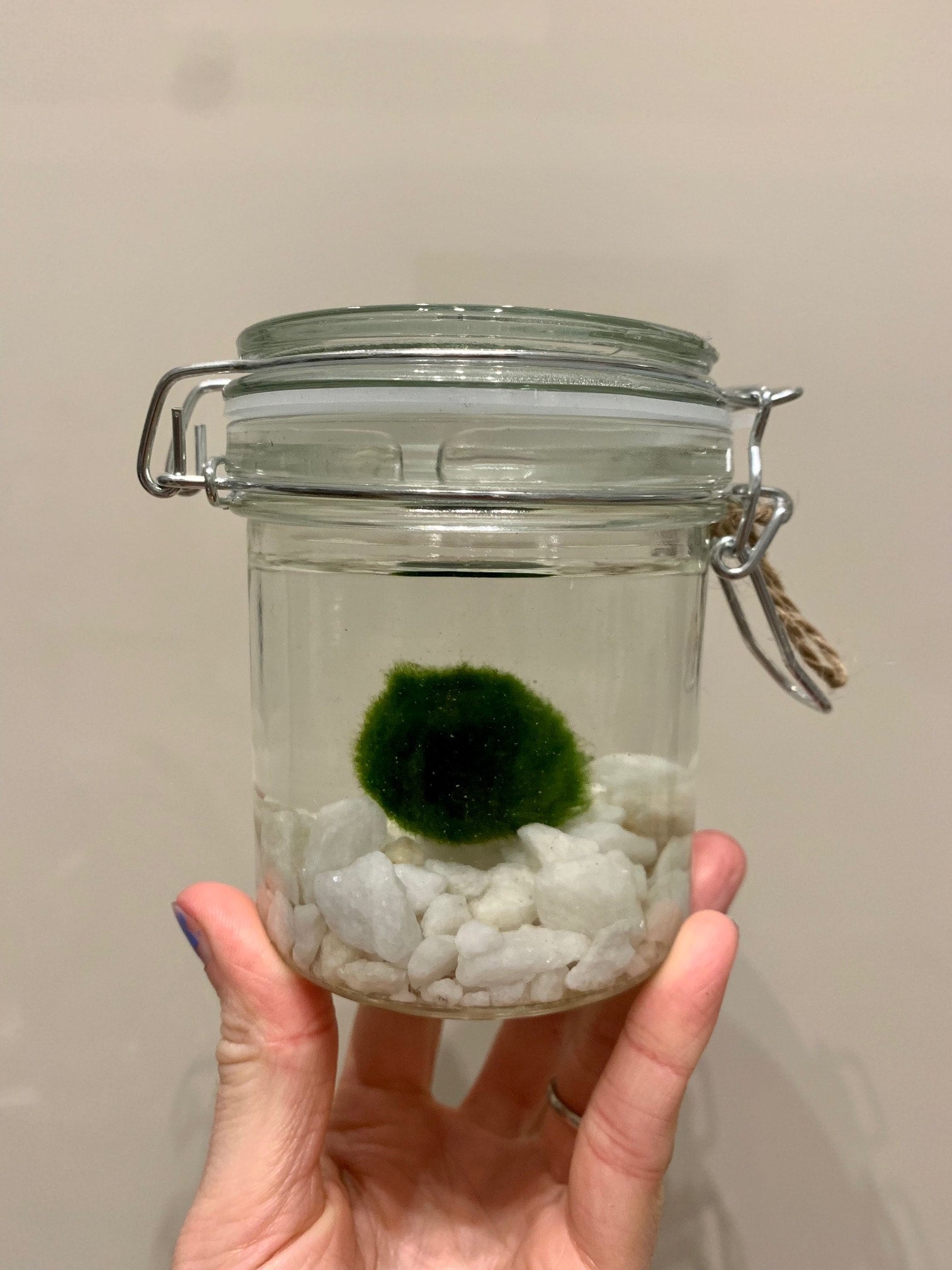 Marimo Moss ball pet terrarium jar (various options) | Fox Botanics
