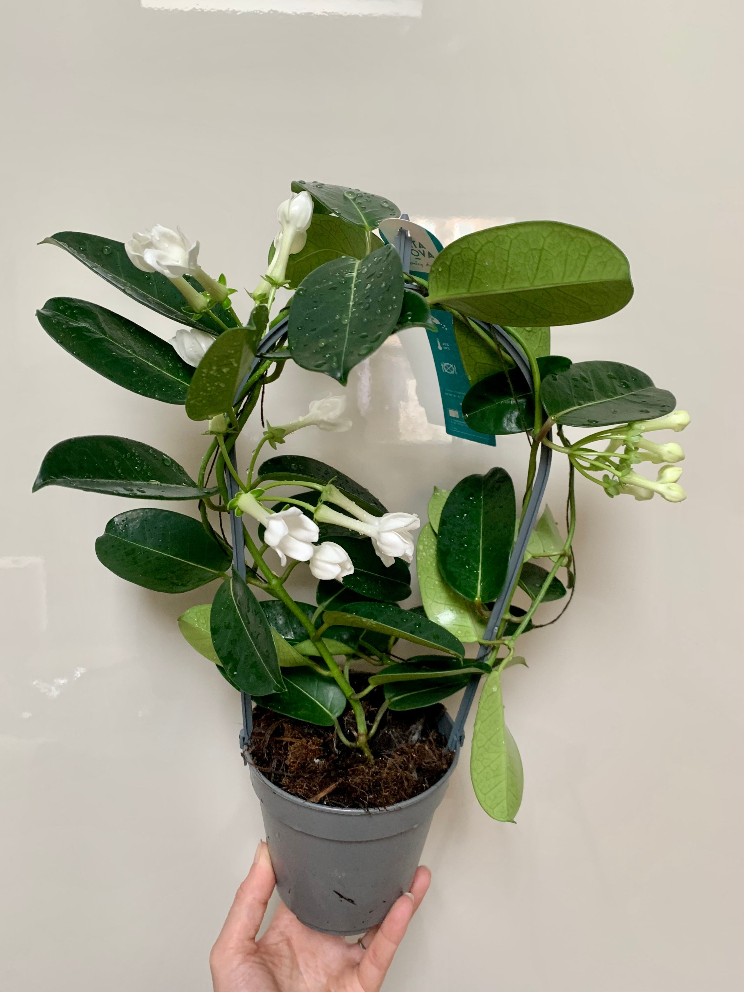 Stephanotis Floribunda hoop ‘Madagascar jasmine’ scented | Fox Botanics