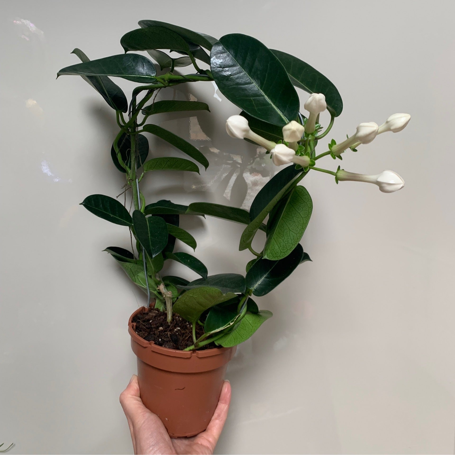 Stephanotis Floribunda hoop ‘Madagascar jasmine’ scented | Fox Botanics