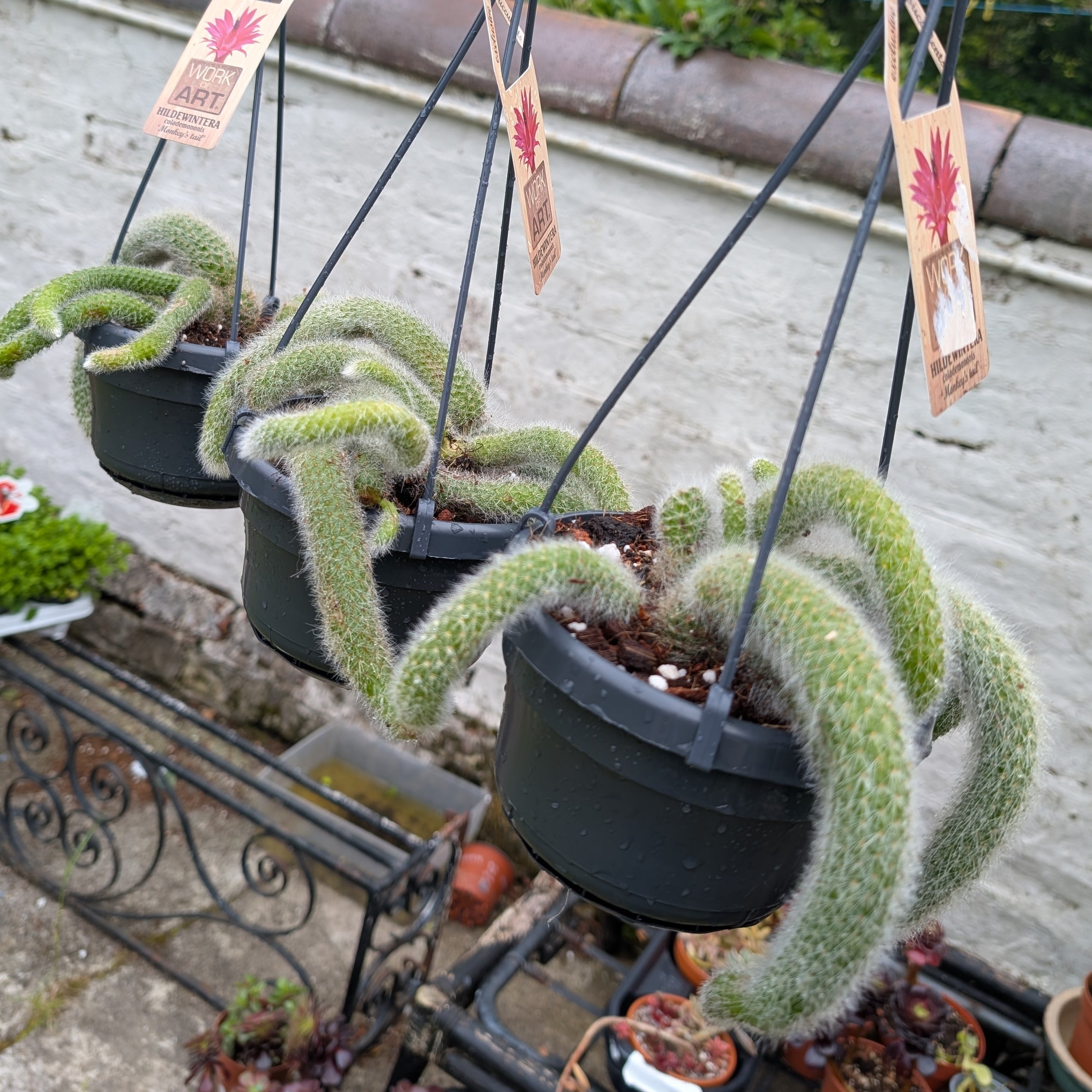‘Monkey tail’ cactus Hildewintera Colademonis | Fox Botanics