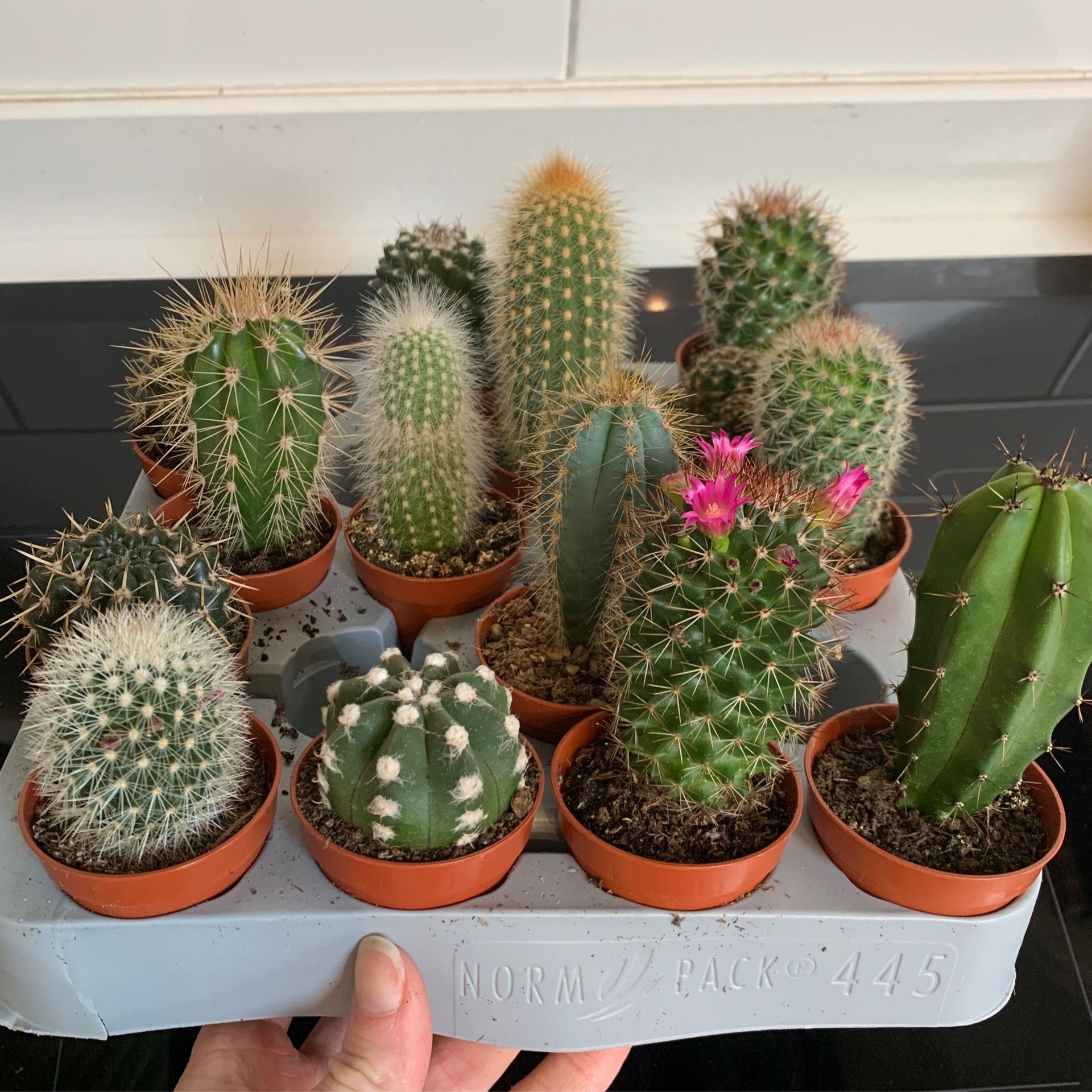 Mini cacti | Fox Botanics