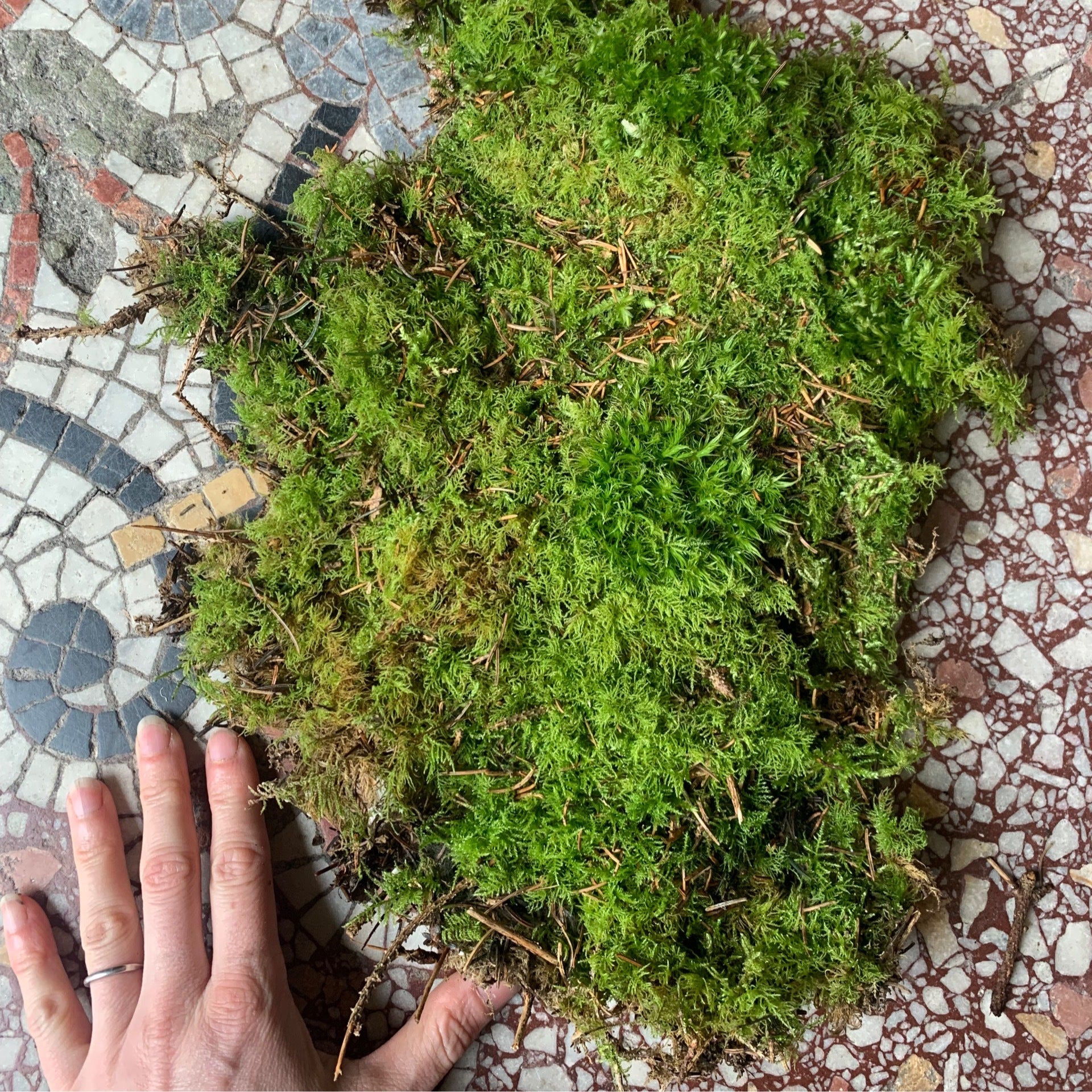 Moss sheet for terrariums / kokedama | Fox Botanics
